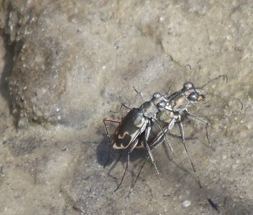 Nevada Tiger Beetle (Cicindela nevadica) · iNaturalist