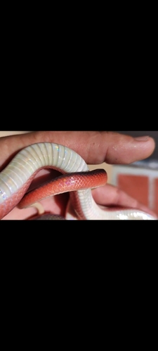 Paraná False Boa (Pseudoboa haasi) - Snakes and Lizards