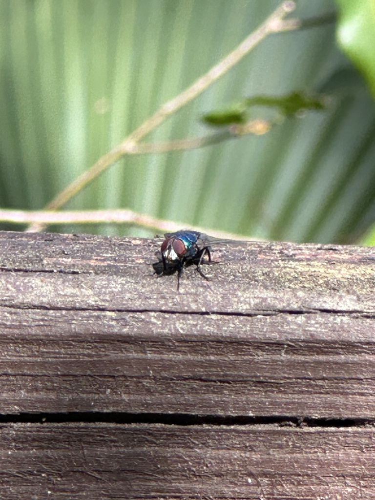 Lucilia eximia from Takomah Trail Park, Tampa, FL, US on February 12 ...