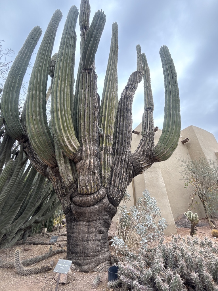 Mexican Giant Cactus from Desert Botanical Garden, Phoenix, AZ, US on ...