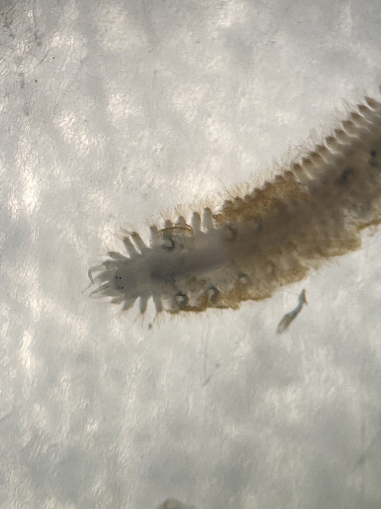 Sigalionidae from Covarrubia, Puerto Montt, Región de Los Lagos, CL on ...