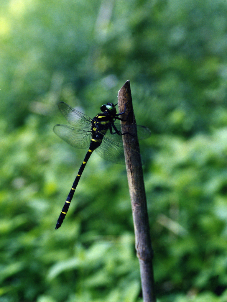 Jumbo Dragonfly from Japan, Shikoku, Ehime-ken, Ikadzaki-cho, Hiraoka ...