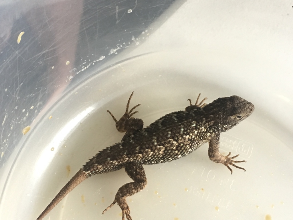Western Fence Lizard from University of California, Santa Cruz ...