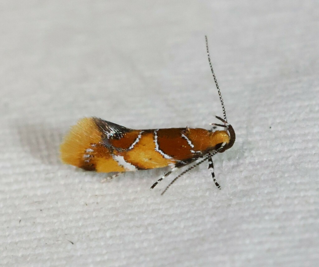 Orange-headed Callima Moth from 4100 Snaffle Bit Rd, Lebanon, IN 46052 ...