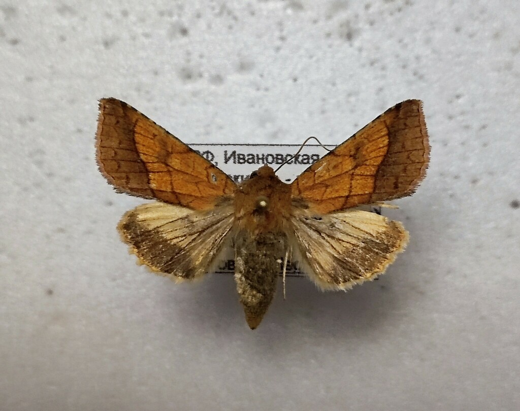 Bordered Sallow from Красноармейское, Ивановская обл., Россия, 155935 ...