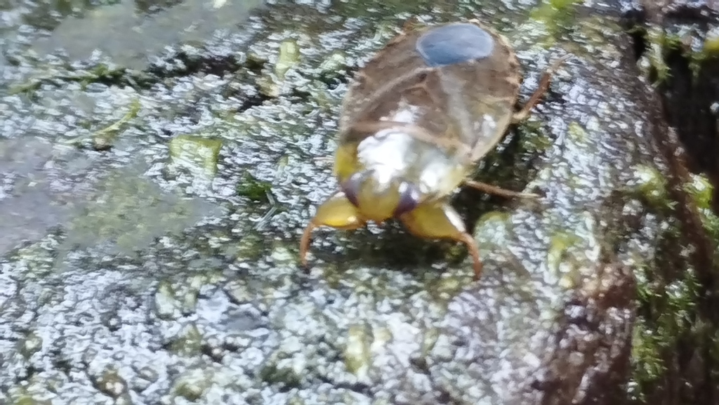 Alligator Fleas from Tihuatlán, Ver., México on February 12, 2025 at 12 ...