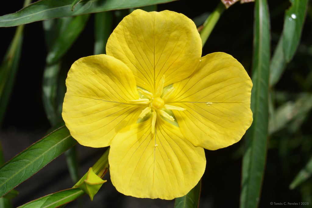 Longleaf Primrose-willow (Ludwigia longifolia) - Botanical Realm