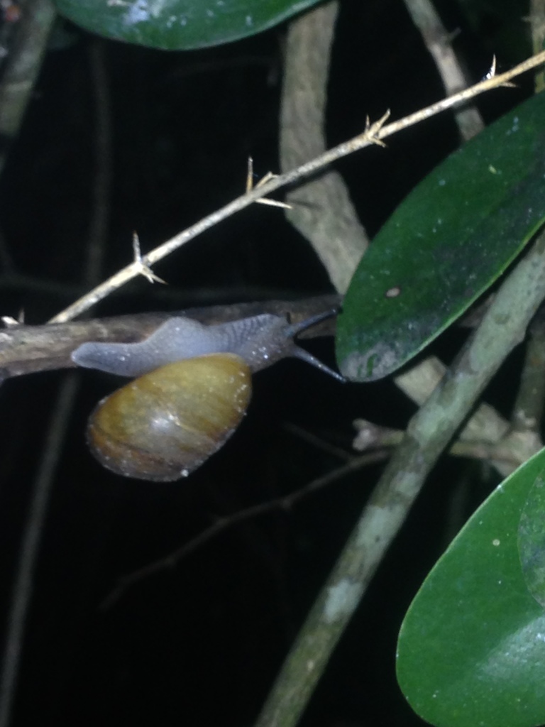 Cuban Brown Snail from Charlotte Amalie West, St Thomas 00802, USVI on ...