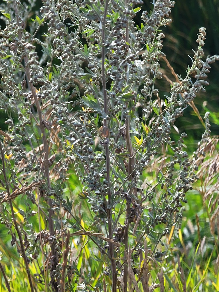 absinthe wormwood from Brandon, MB, Canada on August 25, 2024 at 04:11 ...