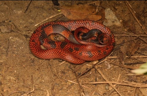 Forest Flame Snake (Oxyrhopus petolarius) - Snakes and Lizards
