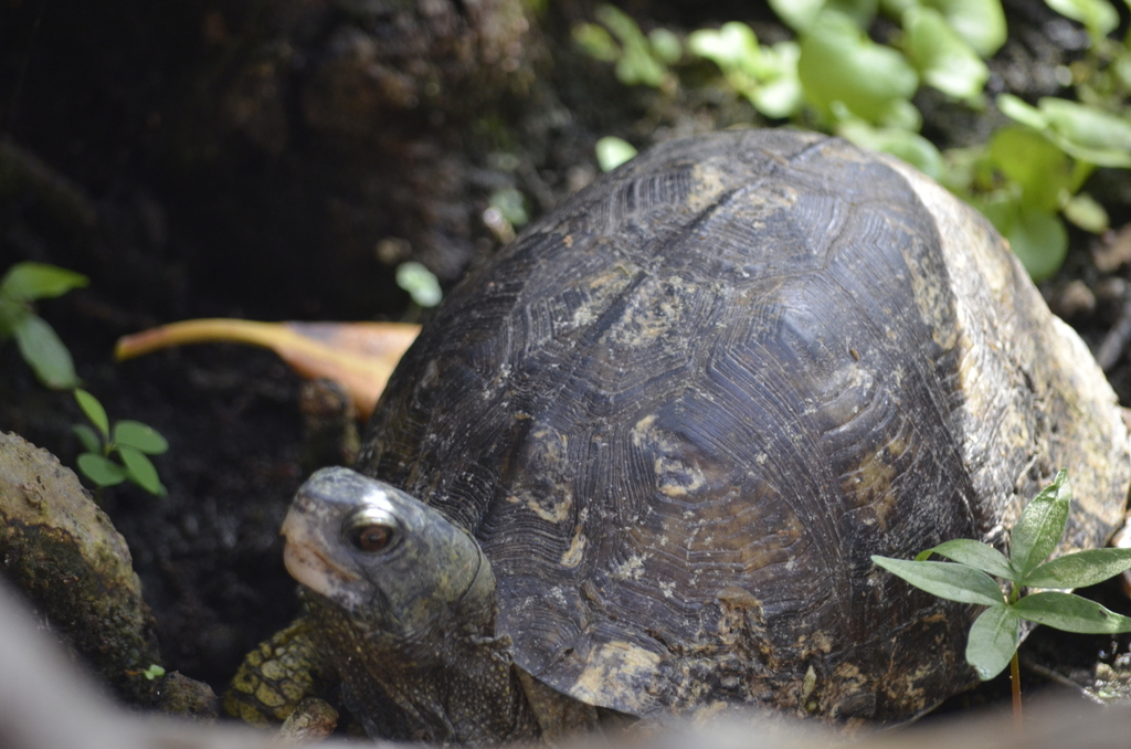 Yucatán Box Turtle in February 2025 by Liam Steele · iNaturalist
