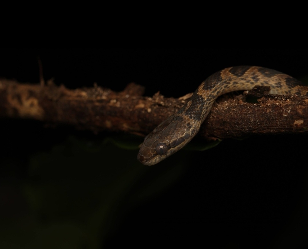 Ashmead's Banded Cat-eyed Snake from Santa Marta, Magdalena, Colombie ...