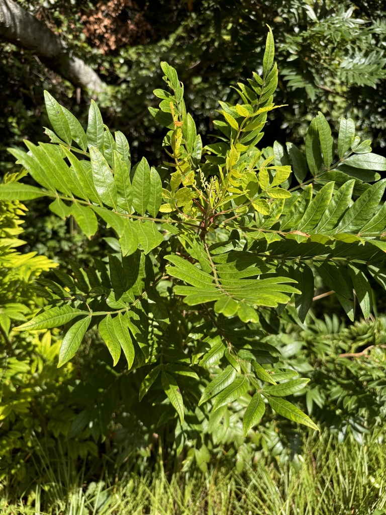 shining sumac from Southside, Jacksonville, Duval Co., FL, USA on ...