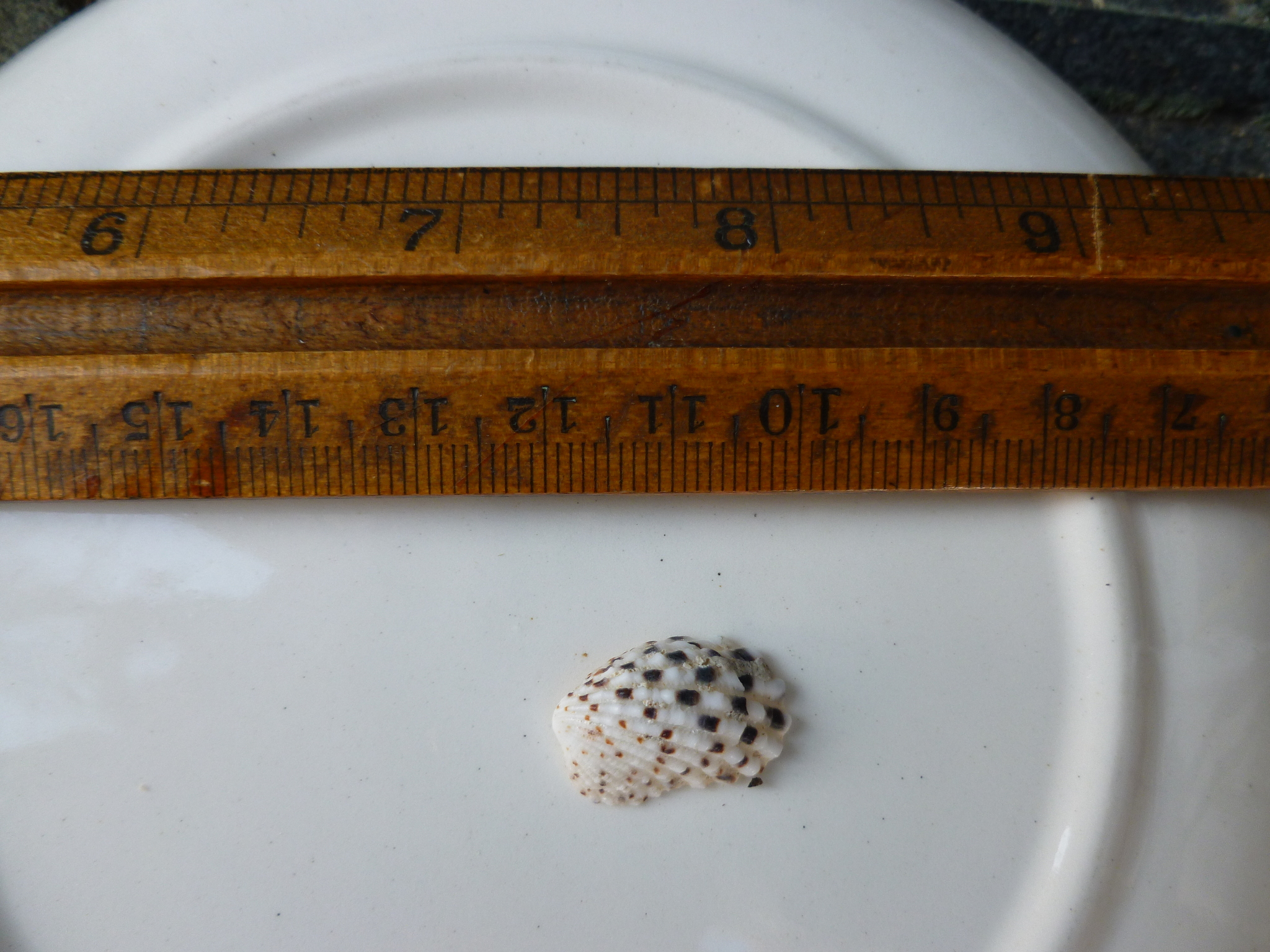 Cardita variegata Bruguière, 1792