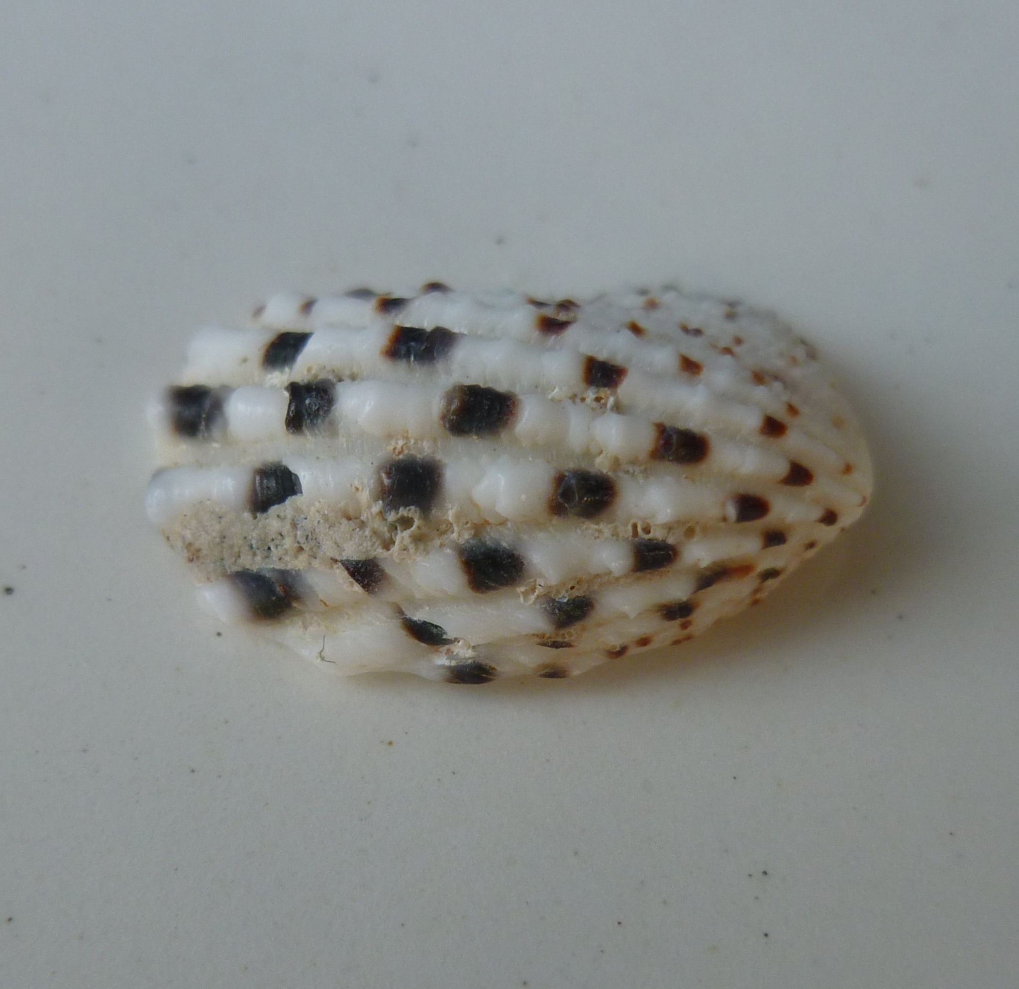 Cardita variegata Bruguière, 1792