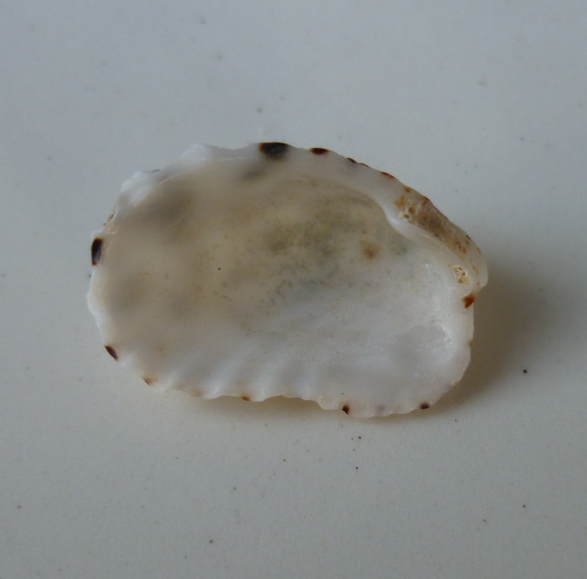 Cardita variegata Bruguière, 1792