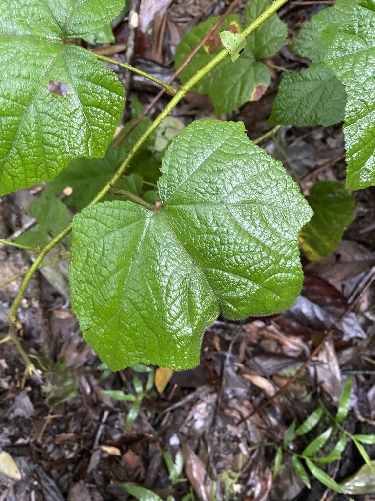Molucca Bramble from Danbulla, QLD, AU on February 12, 2025 at 06:56 AM ...