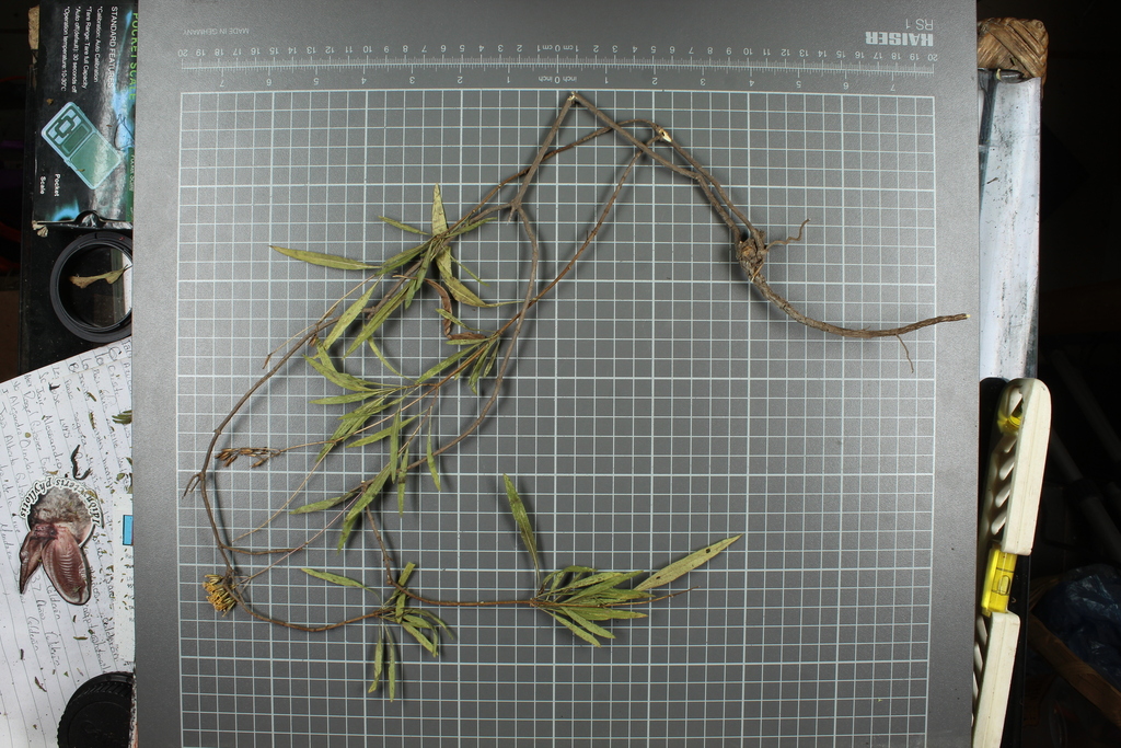 Willow-Leaf Candyleaf from Mexquitic de Carmona, S.L.P., México on ...