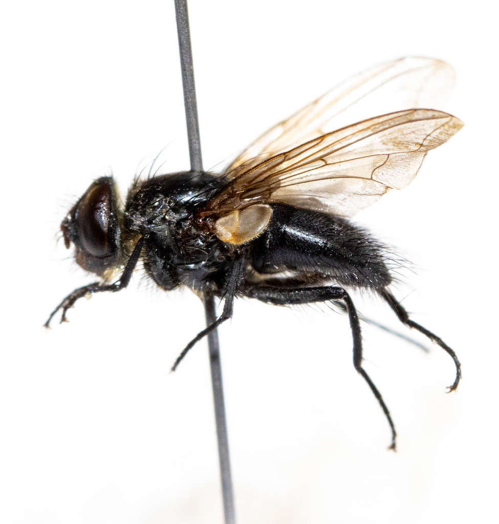 Flies from Hamilton County, OH, USA on October 10, 2017 at 07:52 AM by ...