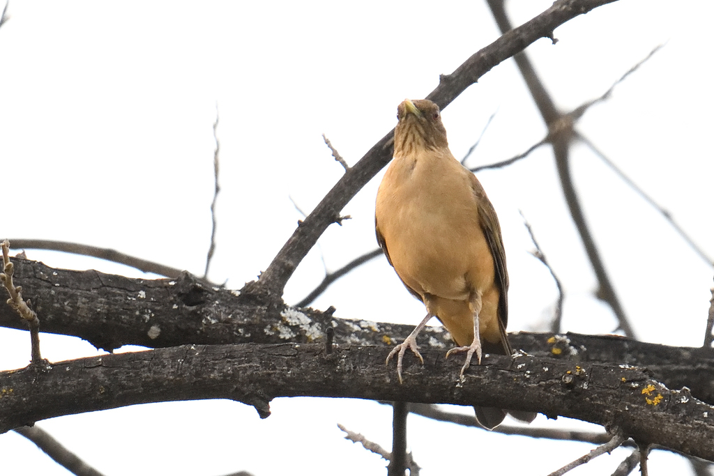 Clay-colored Thrush from 65150 Bustamante, N.L., México on February 12 ...
