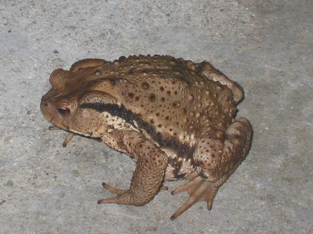 Asiatic Toad from China, Zhejiang, Ningbo Shi, Yuyao Shi, 黎白线旁 on ...