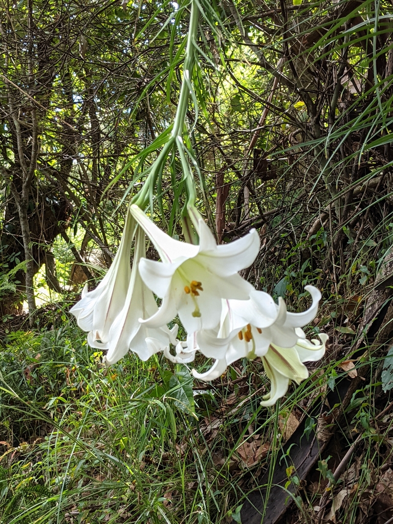 Formosa lily from Mount Nebo Australia on February 08, 2025 at 02:40 PM ...