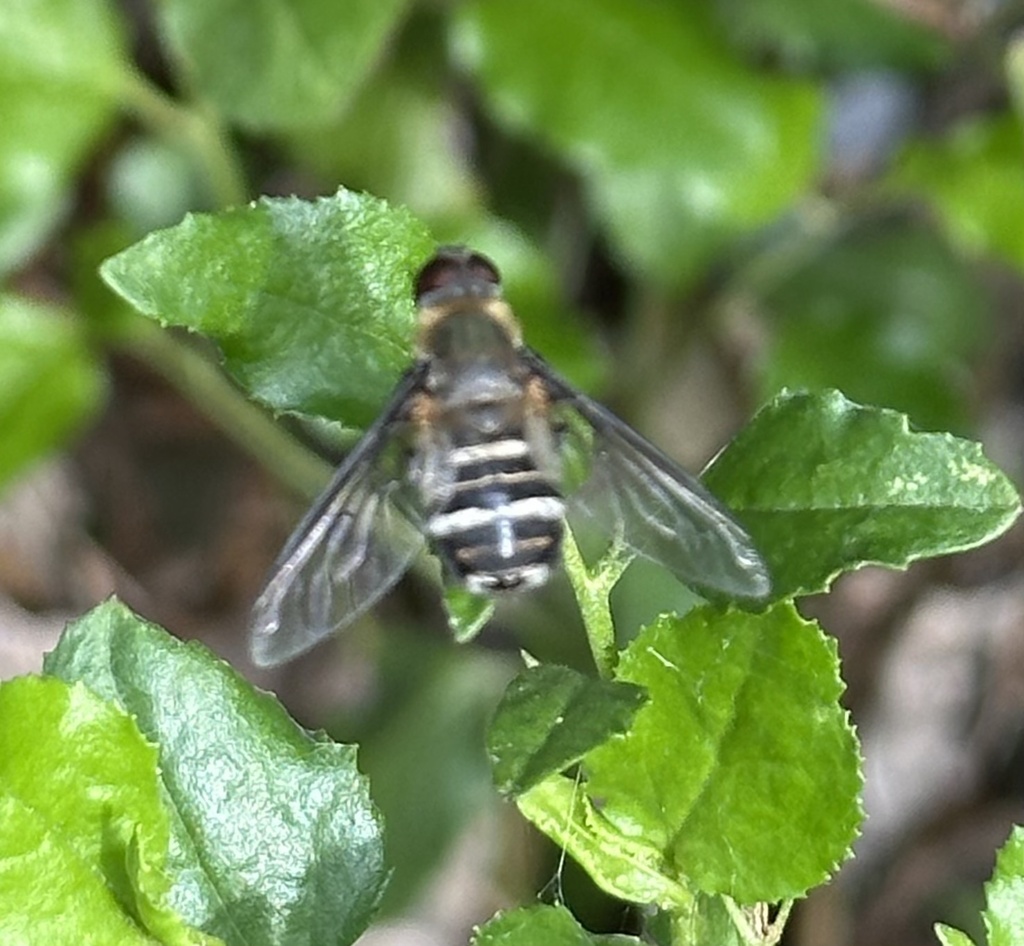 banded bee flies from Rooney St, Templestowe Lower, VIC, AU on February ...