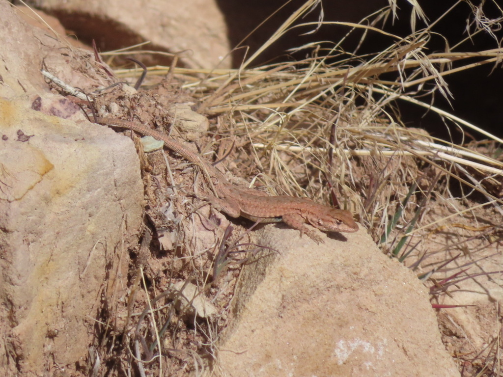 Plateau Side-blotched Lizard from Arches National Park, Moab, UT, US on ...