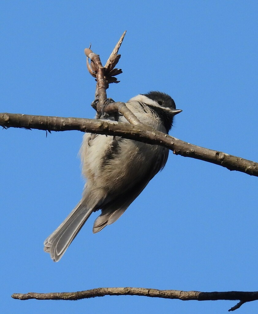 Carolina Chickadee from Along Ijams Branch, off of Co. Rd. 275 ...