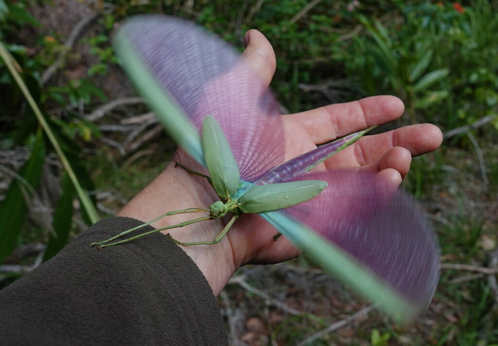 Red-winged Stick Insect from Wondecla QLD 4887, Australia on December ...