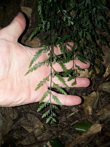 Hybrid Asplenium flaccidum × hookerianum · iNaturalist