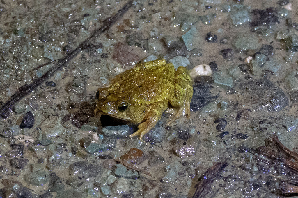 Green Climbing Toad from Provincia de Puntarenas, Golfito, Costa Rica ...