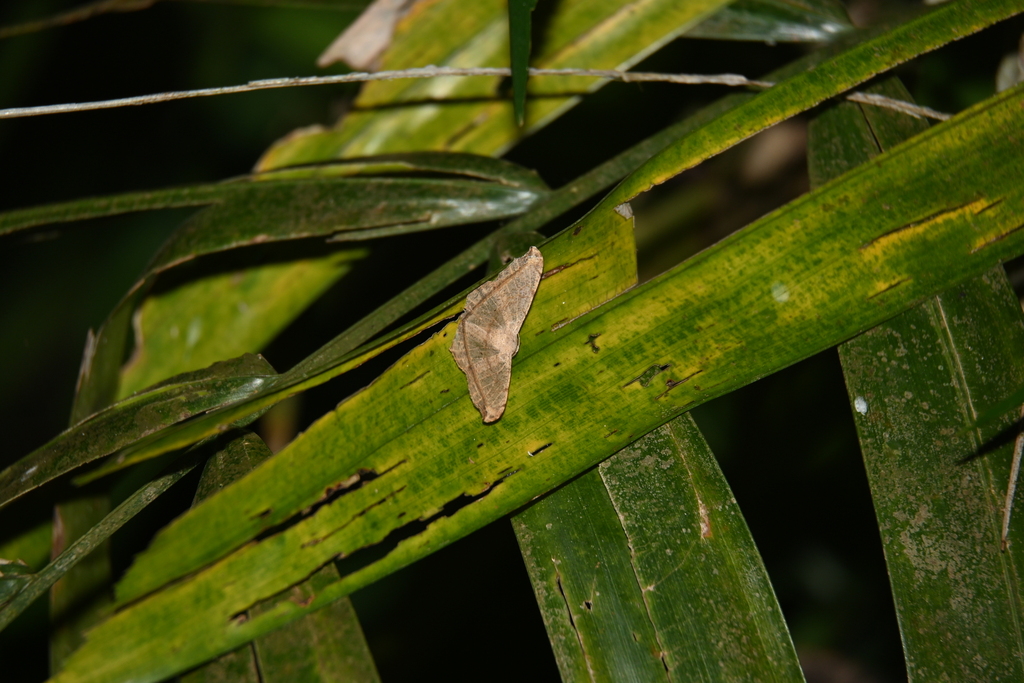 Geometer Moths from Woodlands, Singapore on February 12, 2025 at 12:30 ...