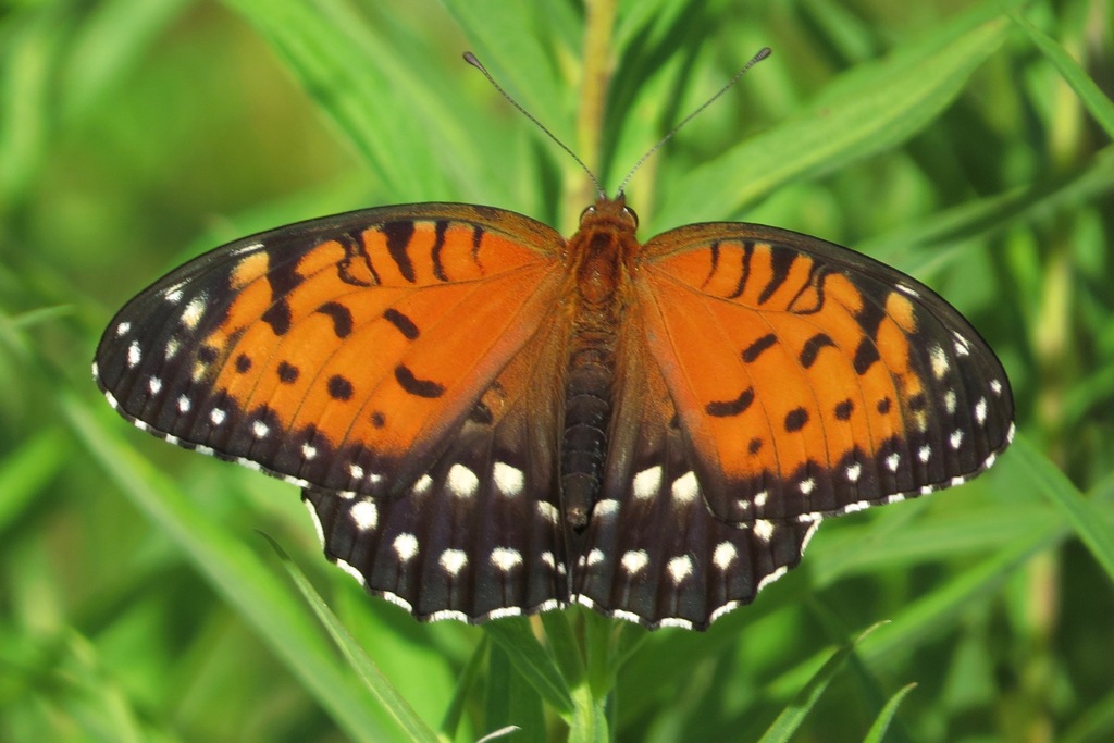Regal Fritillary (Southern Plains butterfly guide) · iNaturalist