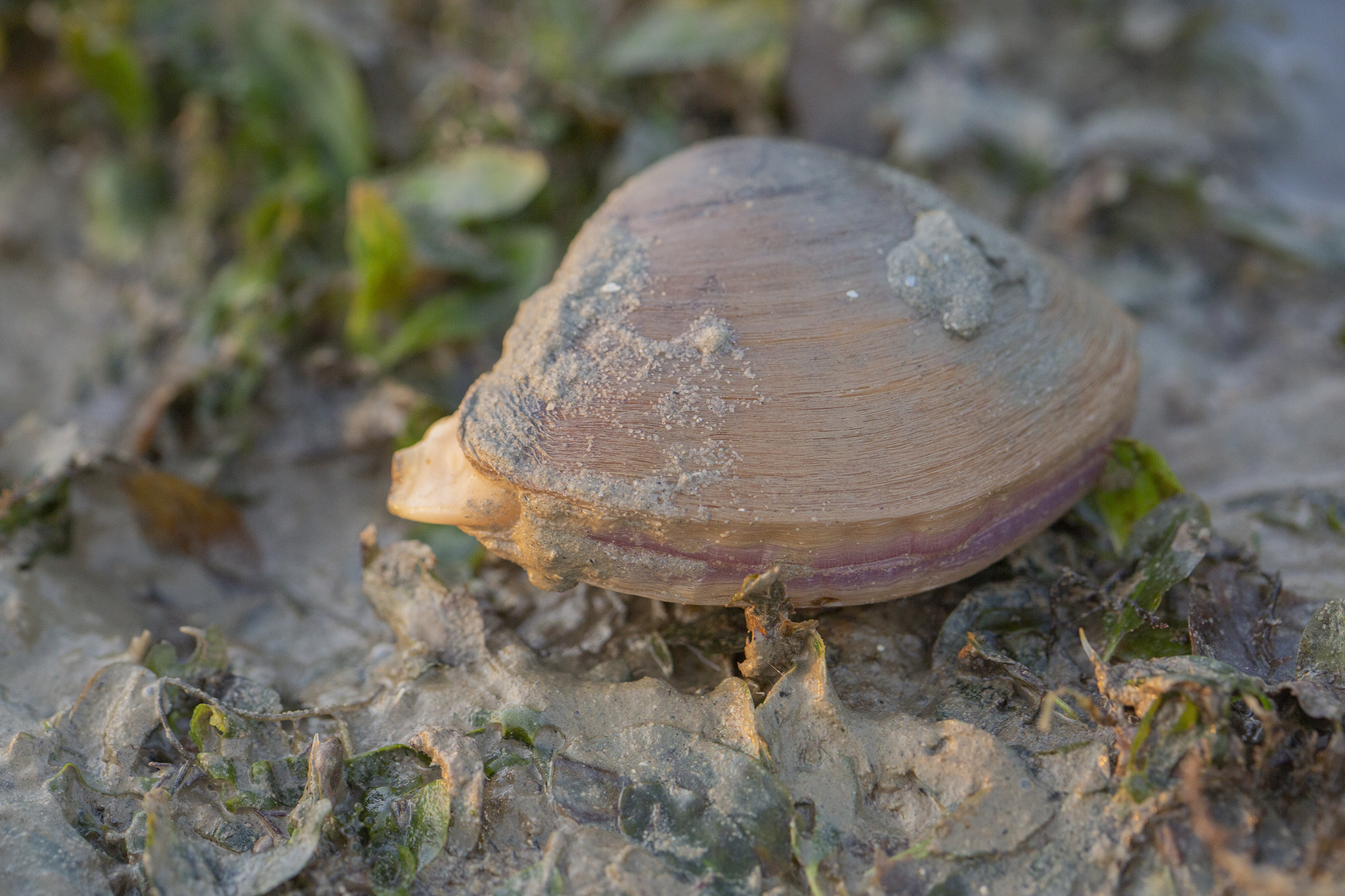 Mactra grandis Gmelin, 1791