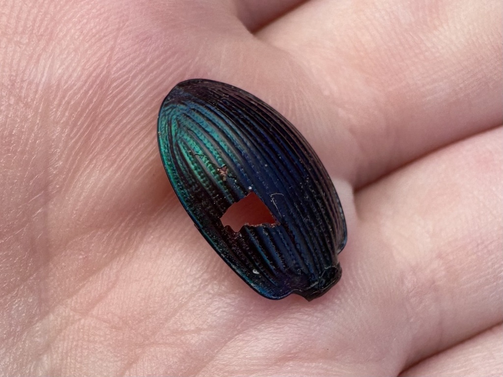 Pamborus in February 2025 by Sockrosma. Shiny blue/purple/black ...