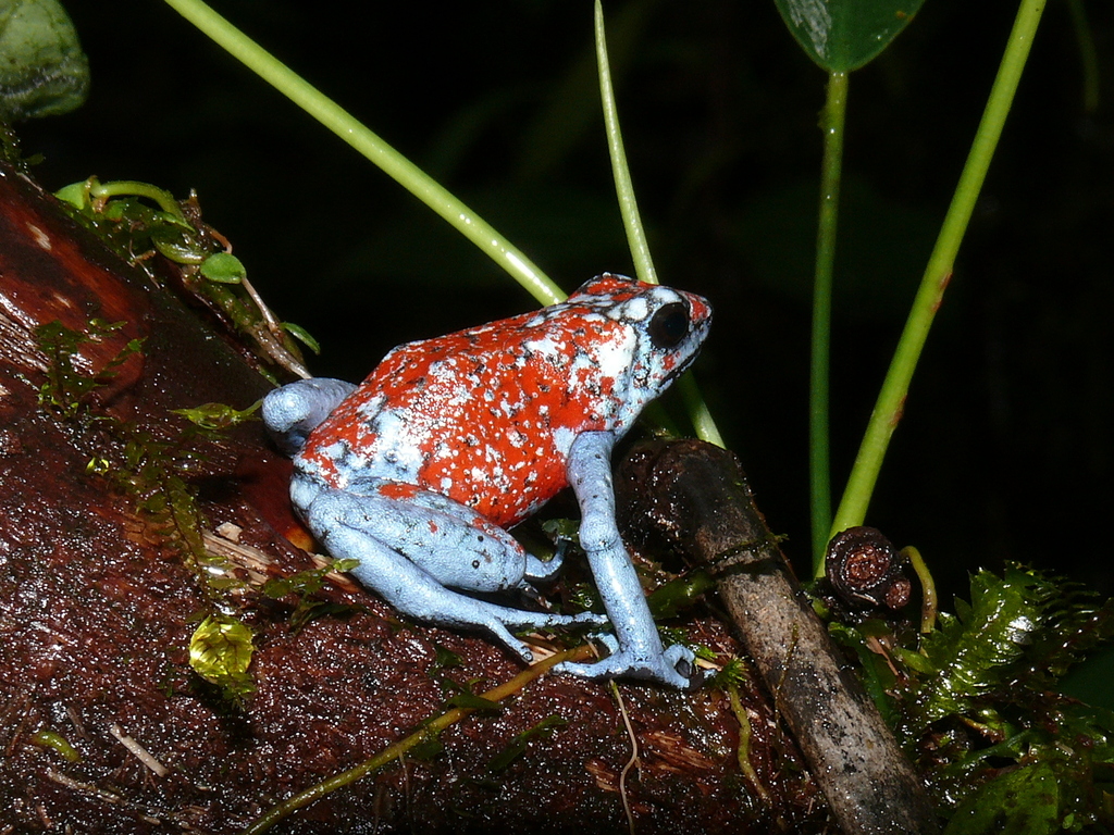 Little Devil Poison Frog in February 2008 by frank_lambert · iNaturalist