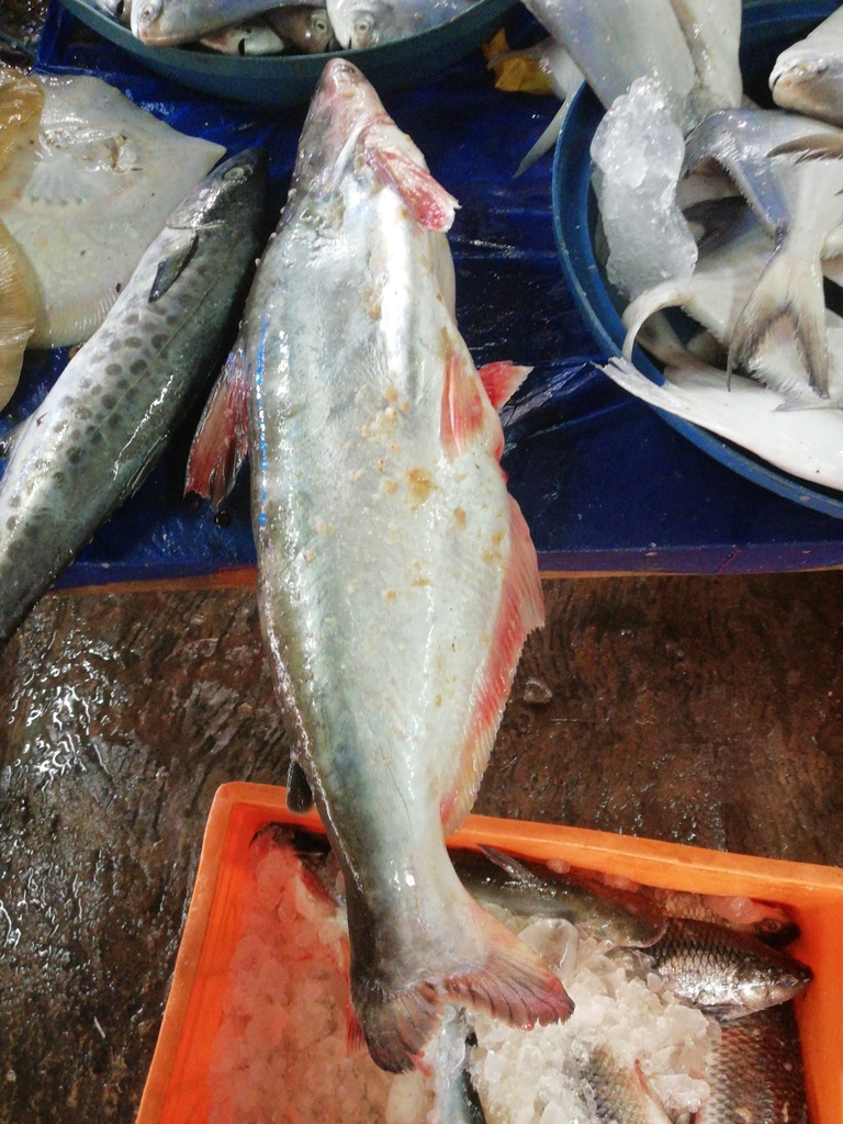 Pangas catfish (Pangasius pangasius) - Marine Life Identification