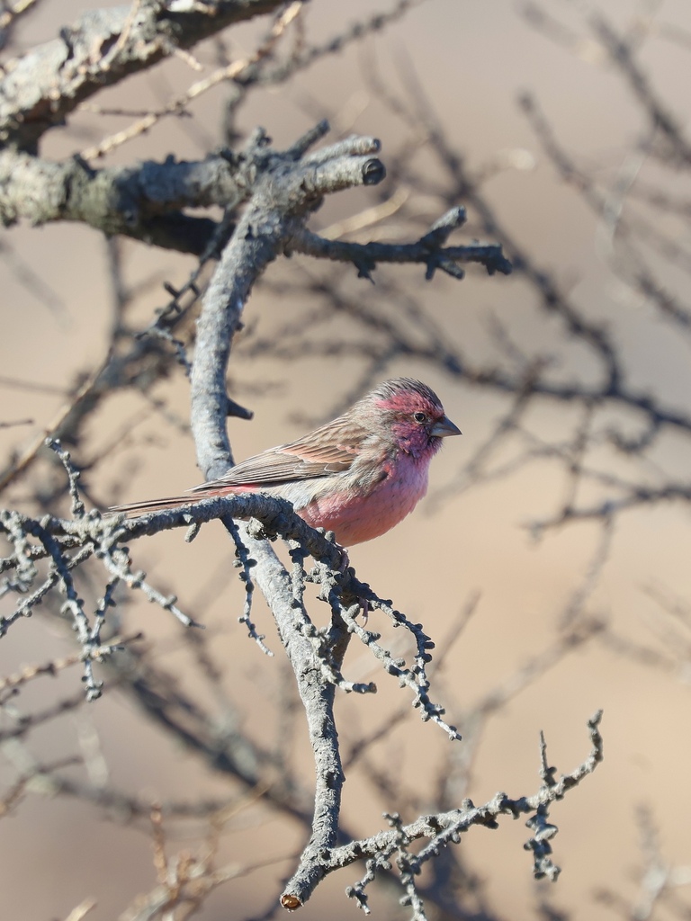 Chinese Beautiful Rosefinch from 中国北京市门头沟区 on February 13, 2025 at 12: ...