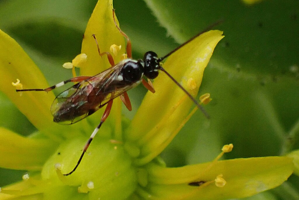 Common Hover Fly Parasitoid Wasp from Pearly Beach, 7220, South Africa ...
