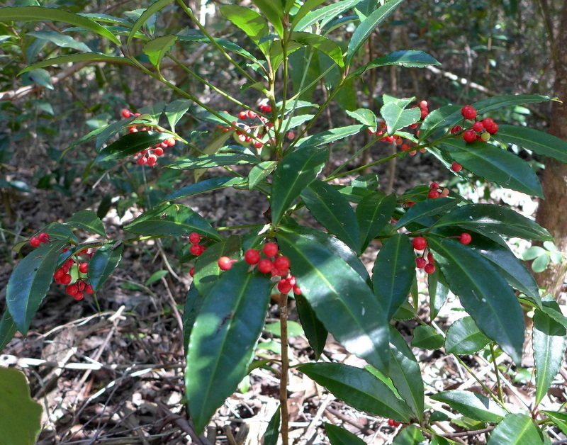 Coralberry from Tweed Heads, New South Wales, Australia on August 12 ...