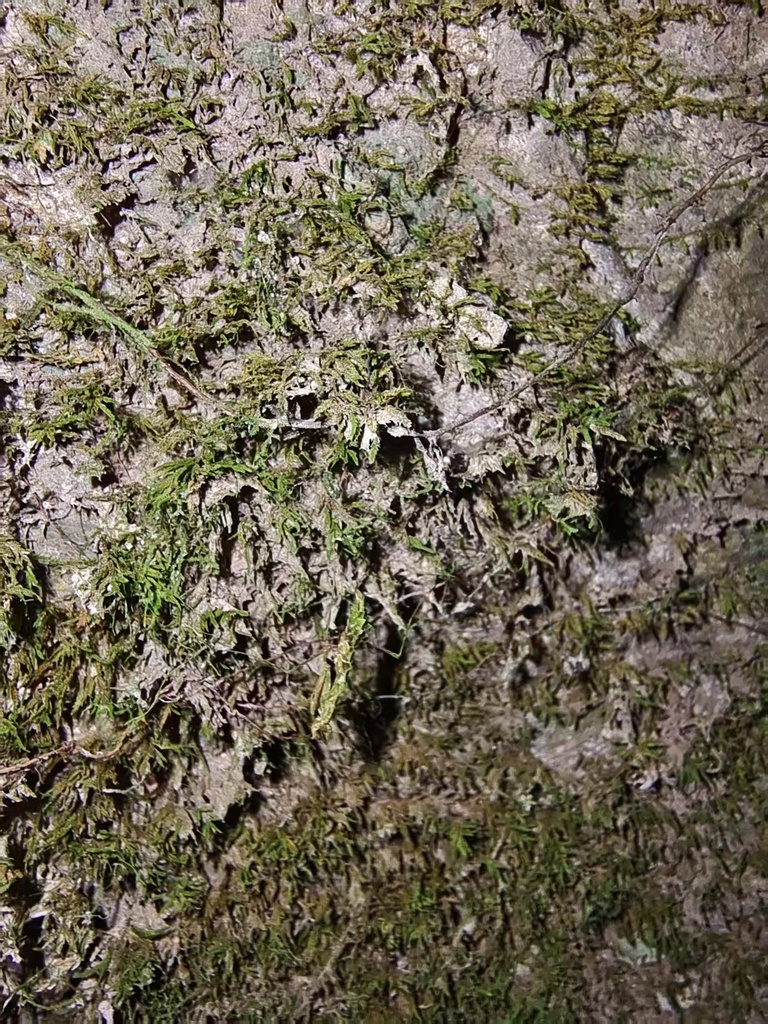 Haania vitalisi from 中国海南省五指山市 on January 06, 2024 at 09:12 PM by ...