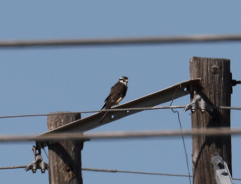 Halcón fajado desde Cameron County, TX, USA el 14 de marzo de 2017 a ...