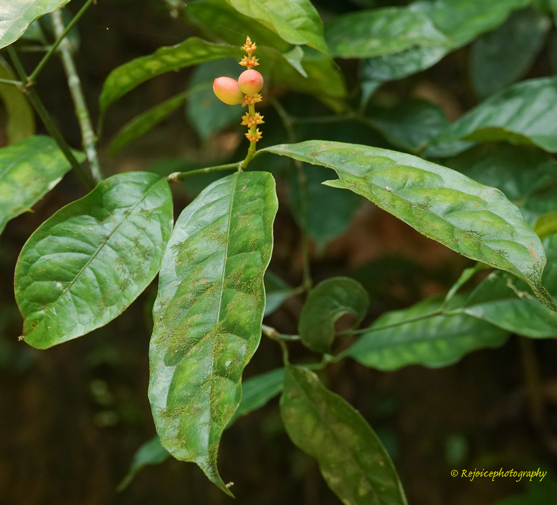 Gnetum gnemon L.