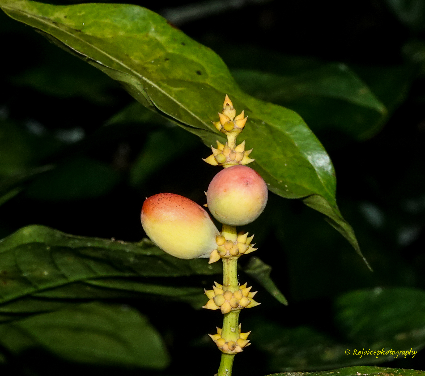 Gnetum gnemon L.