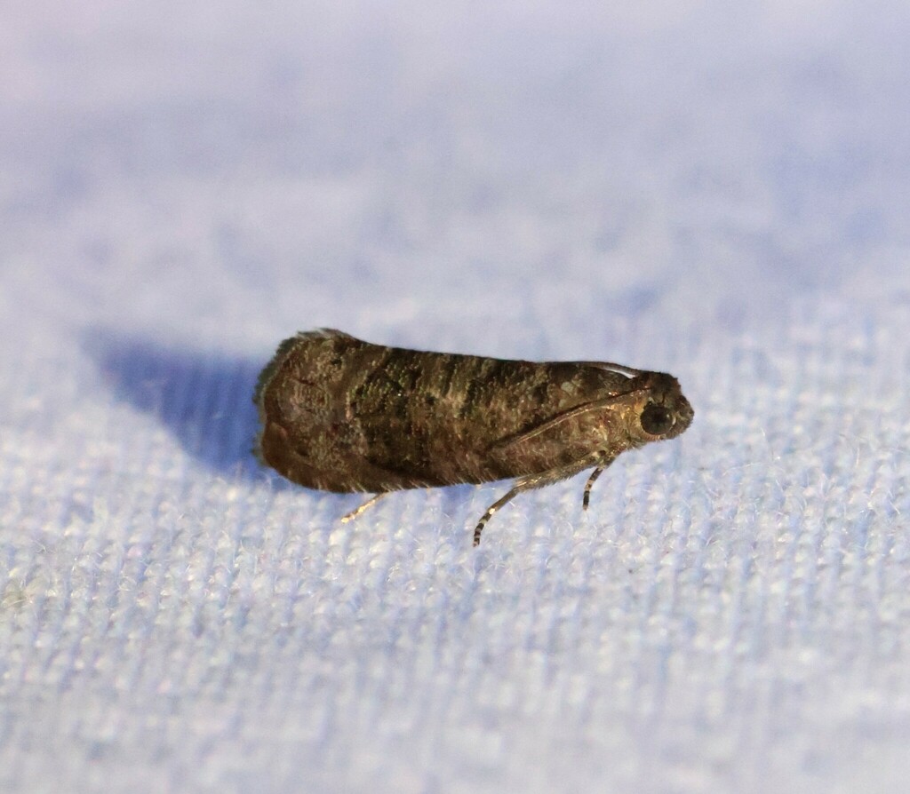 Cherry Fruitworm Moth from 4100 Snaffle Bit Rd, Lebanon, IN 46052, USA ...