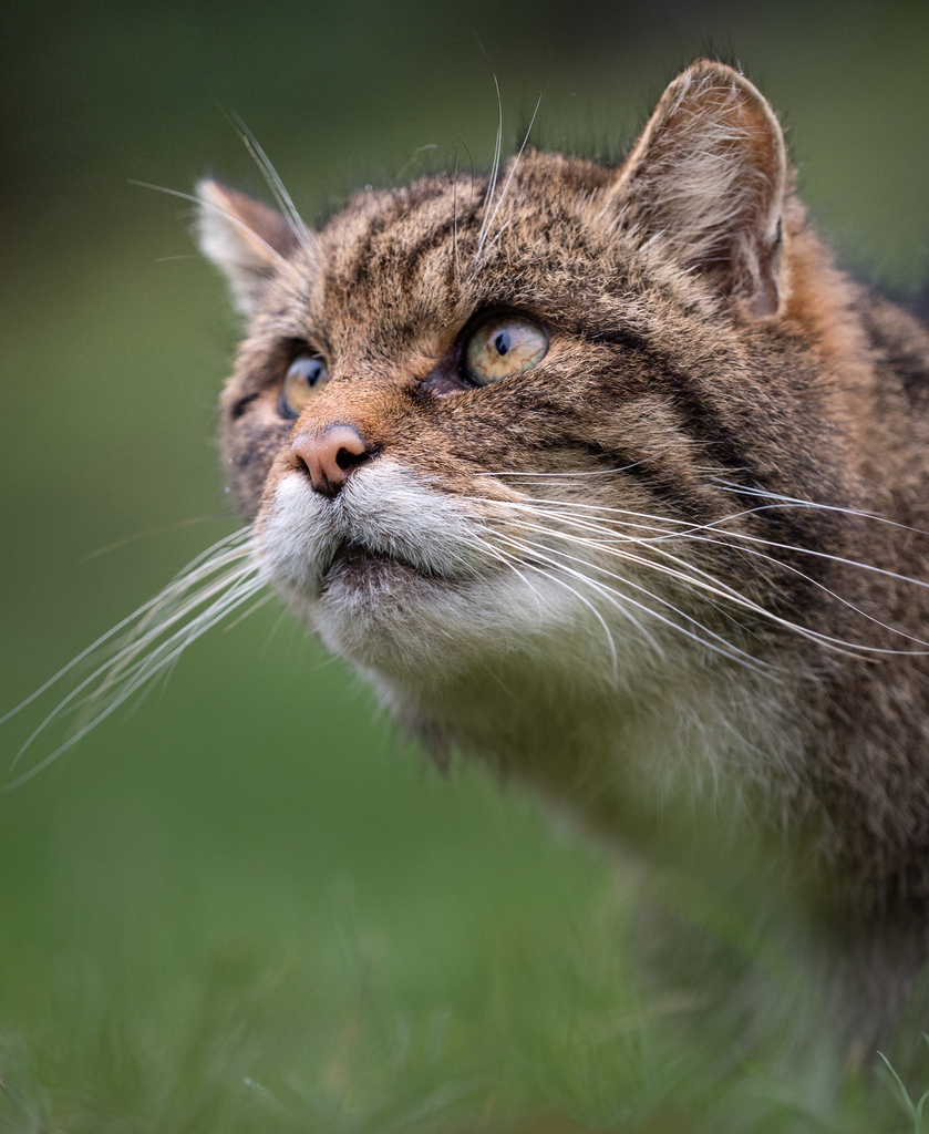 European Wildcat (Felis silvestris silvestris) - Know Your Mammals