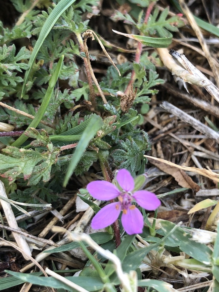 Redstem Stork's-bill from Solinska ulica 11, Dugopolje, County of Split ...