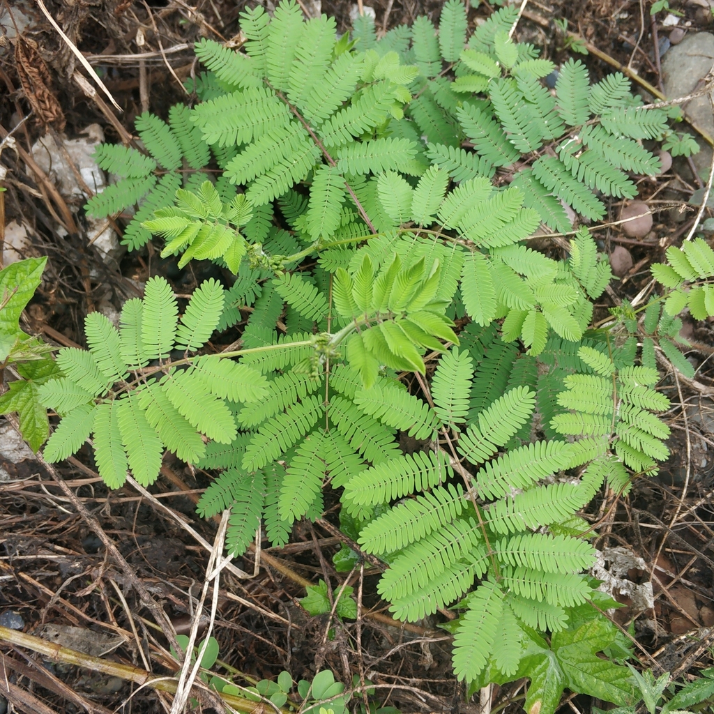 giant false sensitive plant from Xishuangbanna Dai, CN-YN, CN on August ...