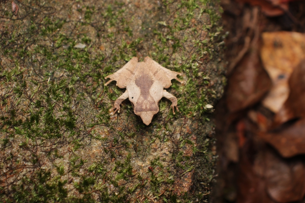 Gannoruwa Shrub Frog in February 2025 by Sakuntha Shehara · iNaturalist